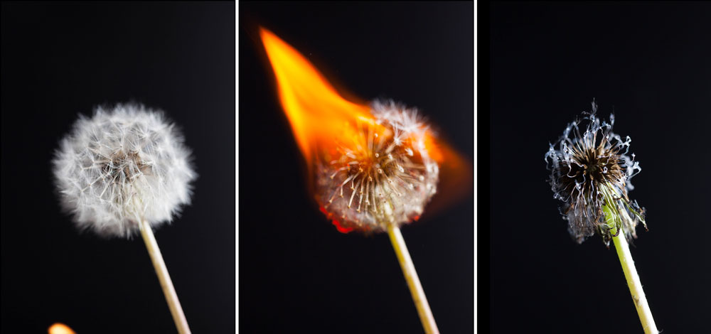 Dandelions on Fire! - Irene Liebler Fine Art